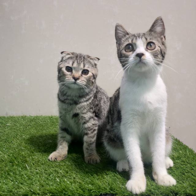 Produk muffy_cats | Shopee Indonesia