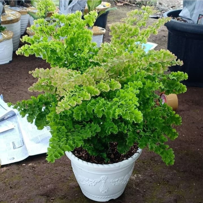 Jual NEW PRODUK tanaman hias suplir boston - pohon suplier kriting ...