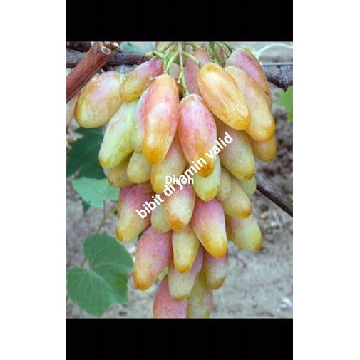 Jual bibit anggur Dixon | Shopee Indonesia