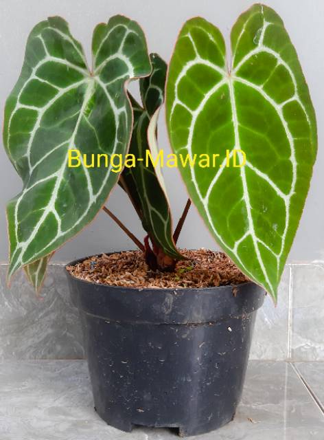 Inilah 25+ Bunga Anthurium Jenis Tanaman Kuping Gajah Mini yang Lagi ...
