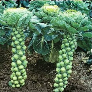 Jual Daily Farm - Benih Brussels Sprout - Benih Kubis Mini - Brussel ...