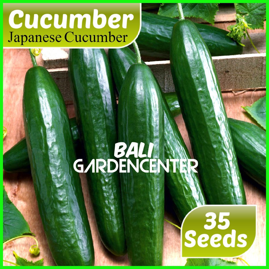 Jual Isi 35 Benih Biji Timun Mentimun Jepang | Shopee Indonesia