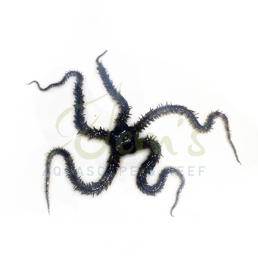 Jual Bintang Laut Ular (Brittle Sea Star) | Shopee Indonesia