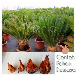 Jual Mawar Jambe/Sikas mawar Jambe | Shopee Indonesia