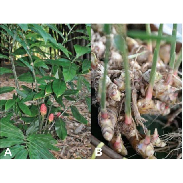 Jual Lempuyang Gajah 1kg Kondisi Segar Jumbo Indonesia|Shopee Indonesia