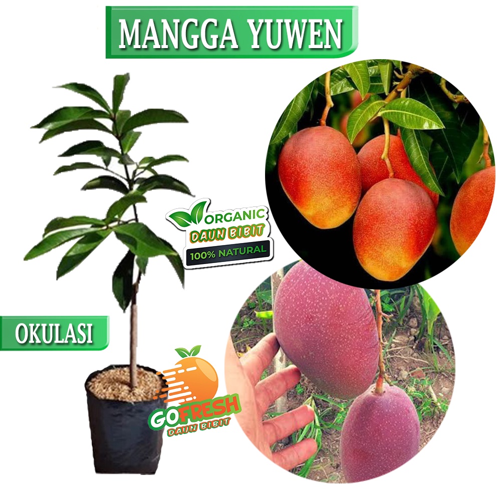 Jual Bibit Mangga Yuwen Taiwan Import Sambung Pucuk (Tabulampot ...