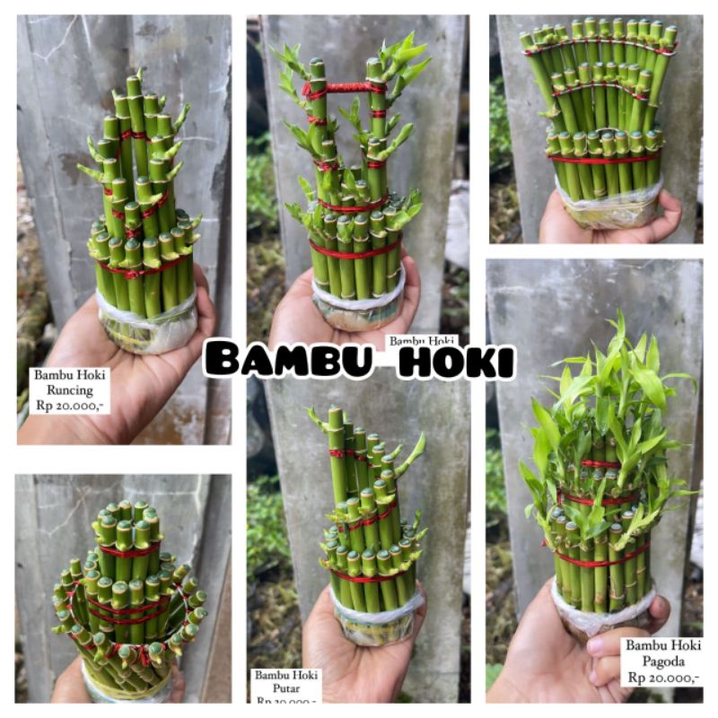 Jual Bambu Hoki / Bambu Air /Tanaman Sri Rejeki | Shopee Indonesia