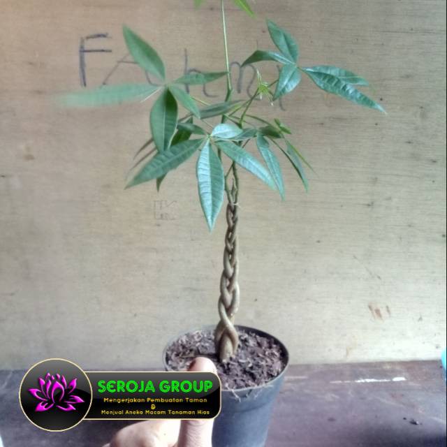 Jual Pohon pacira - Tanaman hias pachira kepang 3 | Shopee Indonesia