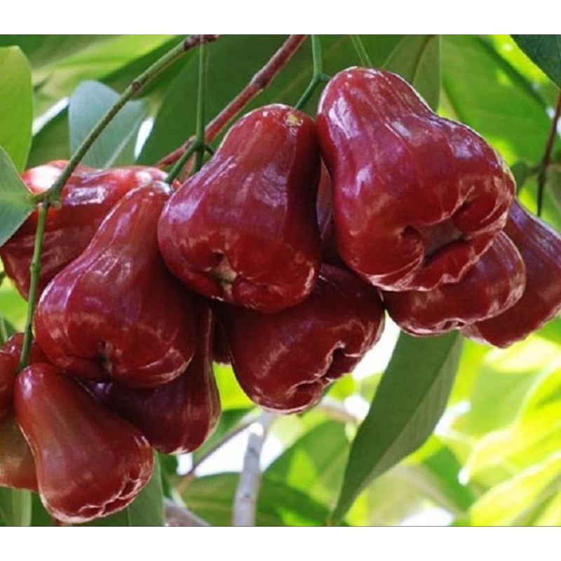 Jual potong cangkok jambu citra merah | Shopee Indonesia