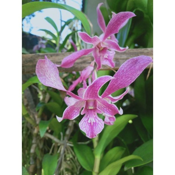 Jual anggrek dendrobium kaisar purple Indonesia|Shopee Indonesia