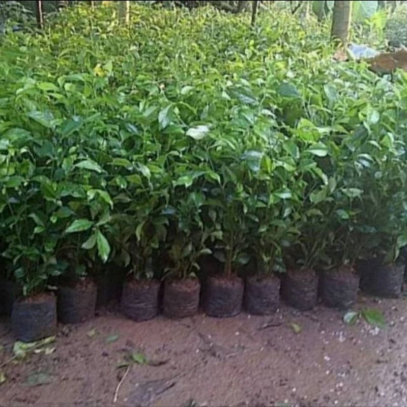 Jual Pohon teh-tehan pagar tinggi 1 meter | Shopee Indonesia