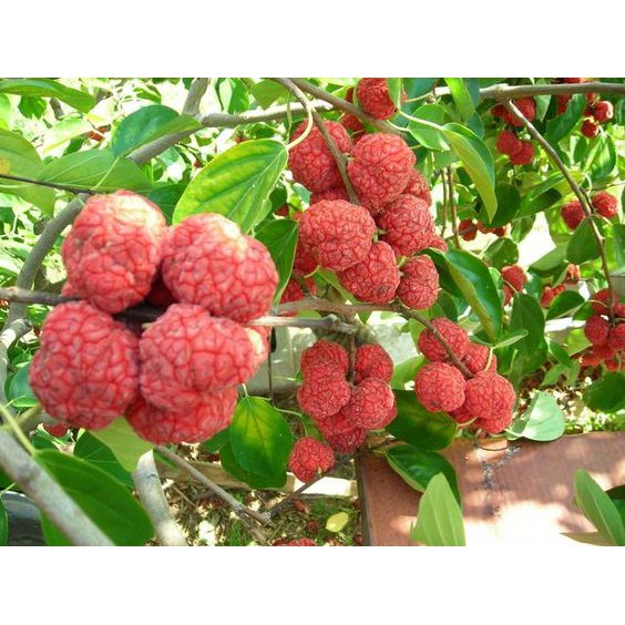 Jual Amefurashi 20 Benih / Seeds Buah Murbei Chinese Mulberry Delicious ...