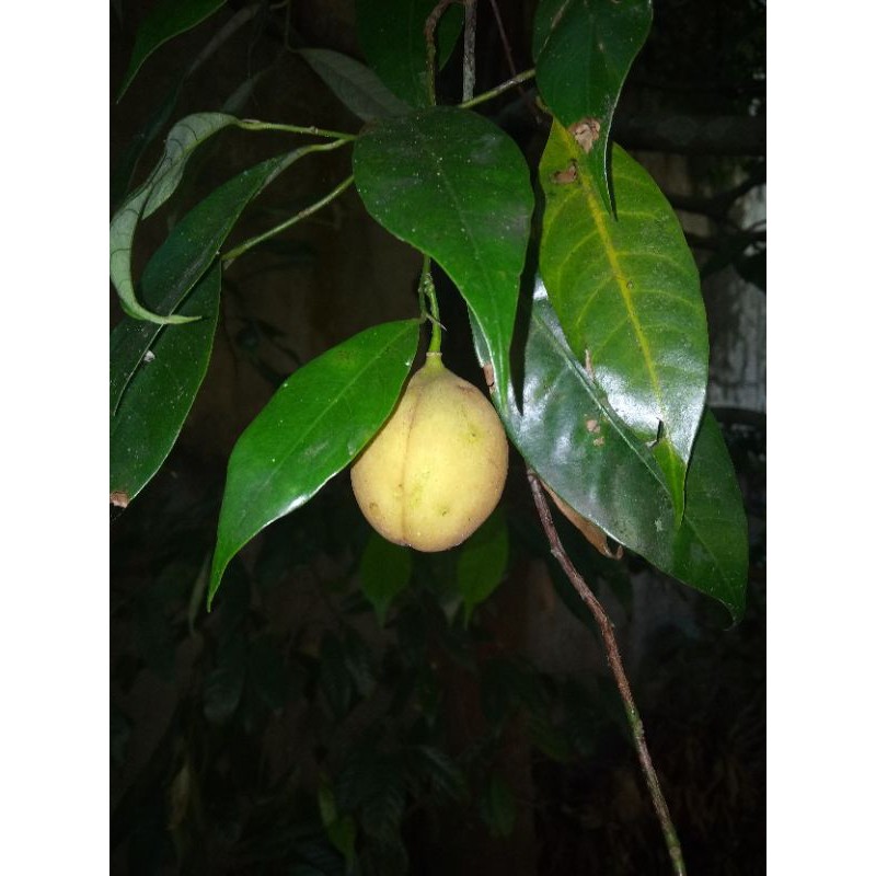 Jual BUAH PALA FRESH 1kg | Shopee Indonesia