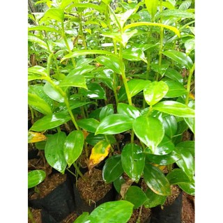 Jual Jual Pohon pacing pentul | Shopee Indonesia