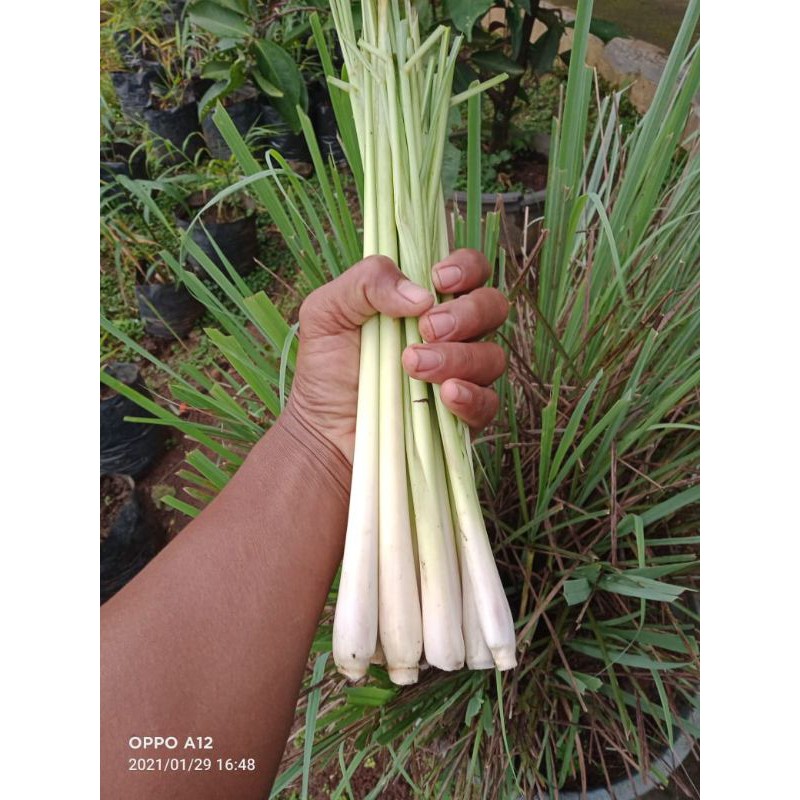 Jual Sereh segar 250gr | Shopee Indonesia
