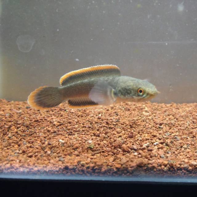 Produk Iwak sapi shop | Shopee Indonesia