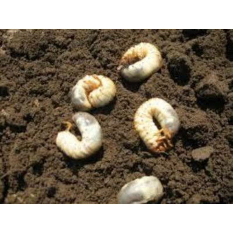 Jual Umpan pancing Ulat Tanah atau Uret Indonesia|Shopee Indonesia