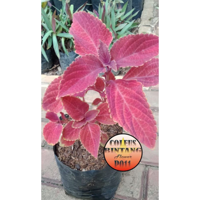 Jual Tanaman Hias Miana - Jawer Kotok - Iler - Coleus p011 | Shopee ...