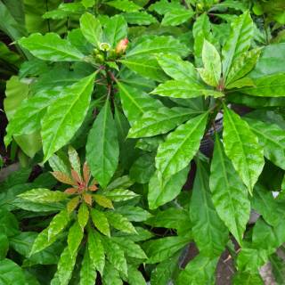 Jual Daun Tujuh Jarum / Tujuh Bintang 50 Lembar | Shopee Indonesia