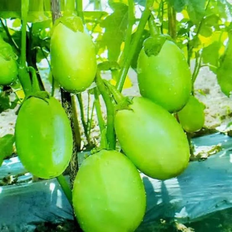 Jual 50biji - Terong Hijau Bulat Besar | Shopee Indonesia