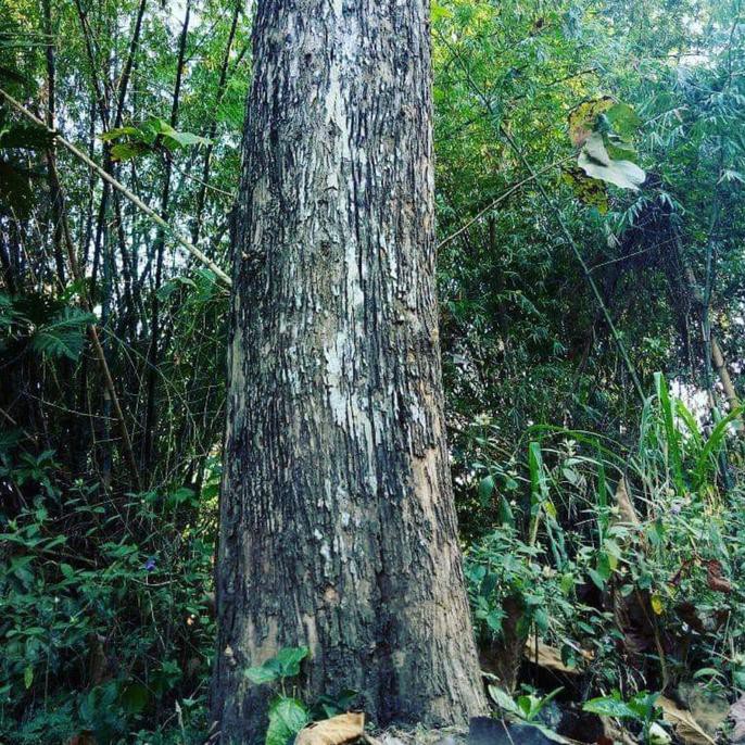 Jual Bibit Tanaman 1 Kg Biji Benih Pohon Jati Hybrida Solomon | Shopee ...