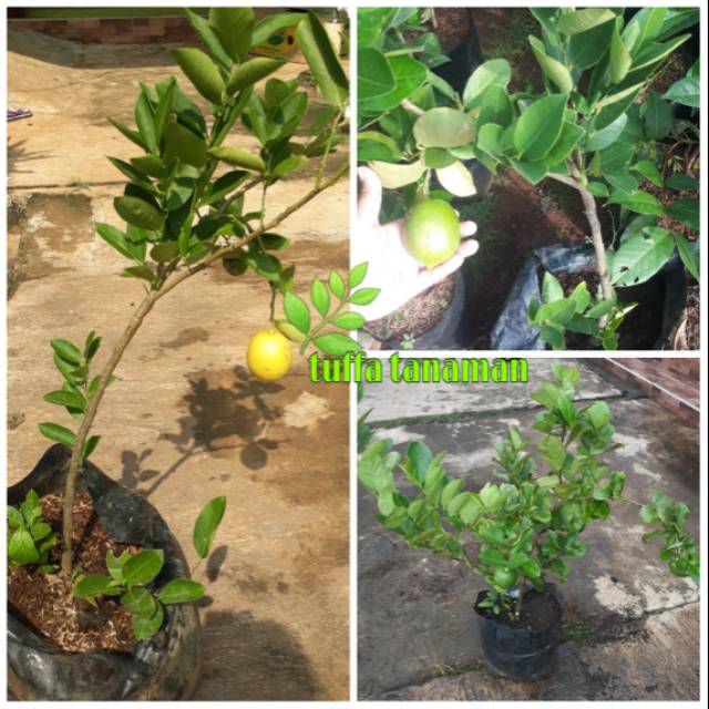 Jual Tanaman lemon sudah berbuah | Shopee Indonesia