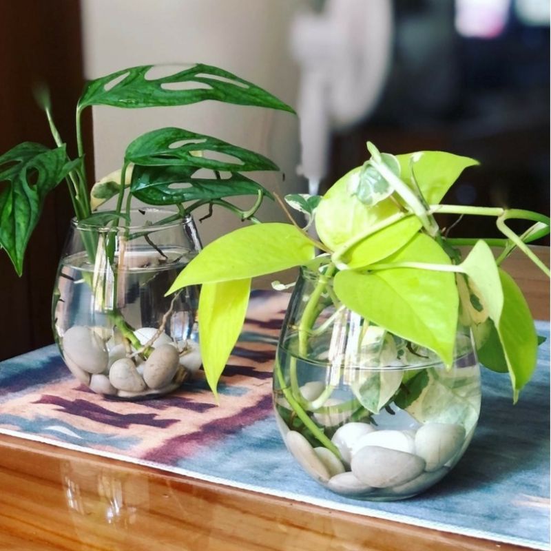 Jual Vas Bunga Kaca bulat Tuscany / Pot Tanaman Air Hidroponik ...