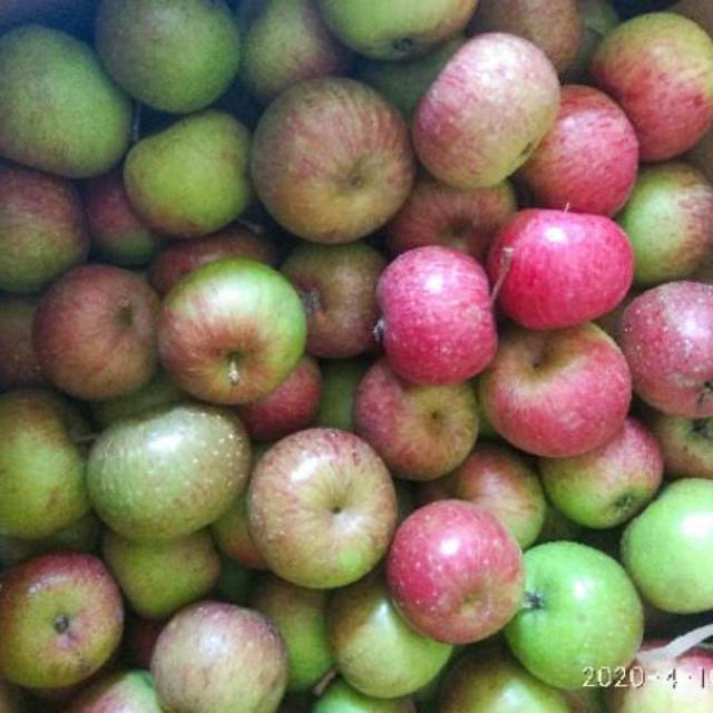 Buah Apel Malang Khas Batu Malang | Rome Beauty Apples | Diet Apel ...
