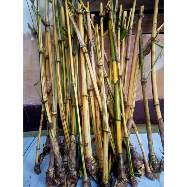 Jual Bibit stek Bonggol bambu kuning, Bonggol ranting Bambu Ampel ...