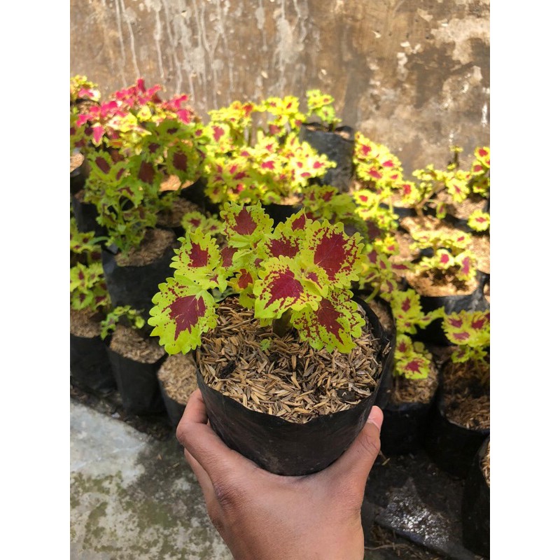 Jual BUNGA TANAMAN HIAS MIANA URAT MERAH (WIZARD SCARLET) | Shopee ...