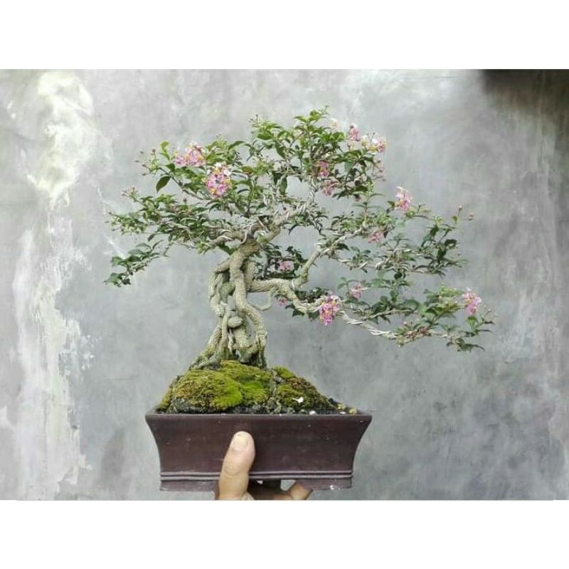 Jual Sakura micro | Shopee Indonesia