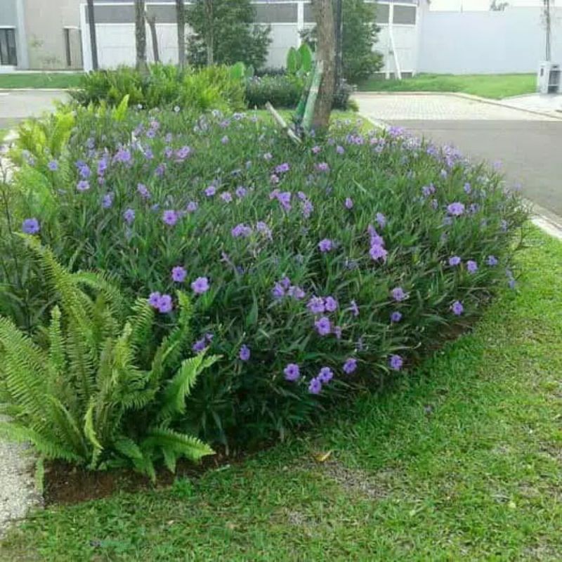 Jual tanaman hias rolia tegak - ruwelia tegak - rawelia tegak bunga ...