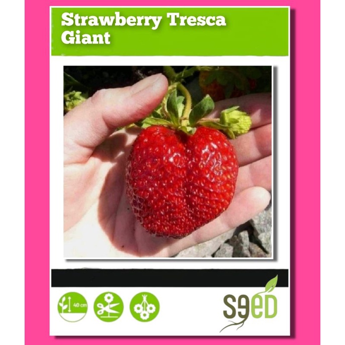 Jual 10 Benih Strawberry Jumbo Tresca Bibit Tanaman Buah F1 Unggul ...