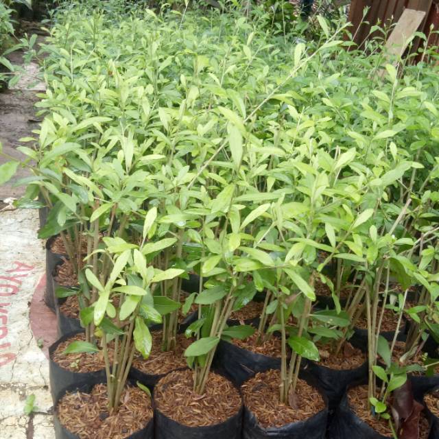 Jual tanaman hias lee kwan yew - pohon li kwan yu - le kuan yu | Shopee ...