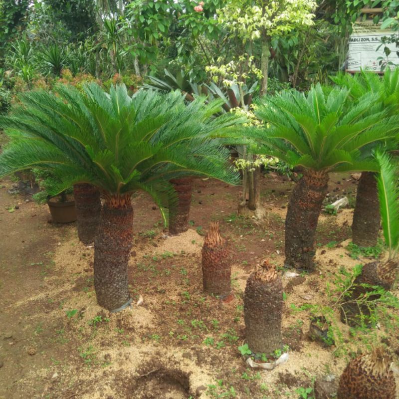 Jual palem sikas - pohon bonsai - tanaman hias palem sikas bonsai ...
