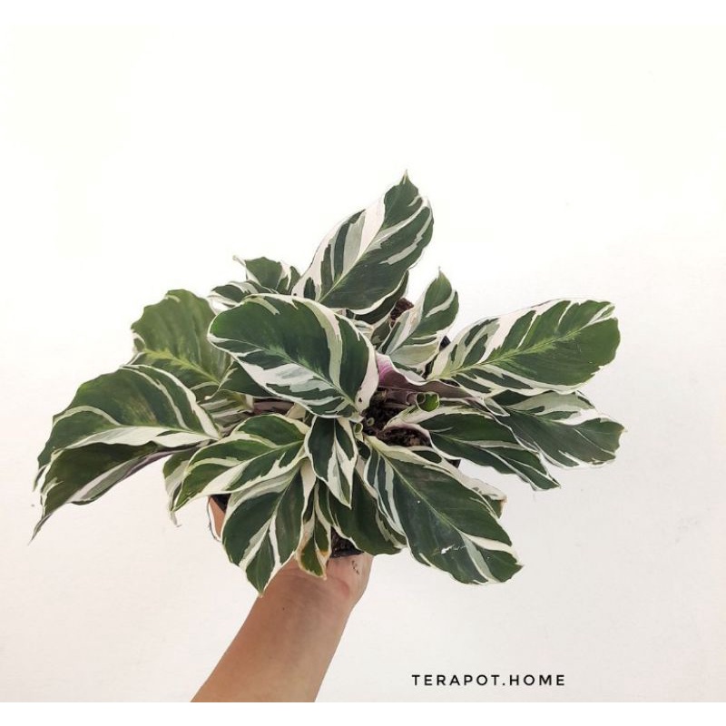 Jual (BISA COD) Tanaman hias calathea white fusion/calathea tissue ... Jual (BISA COD) Tanaman hias calathea white fusion/calathea tissue ...