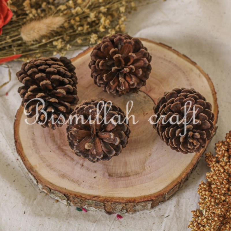 Jual Buah Pinus Bunga Pinus Buah Pine Cone Mini Besar Properti Foto ...