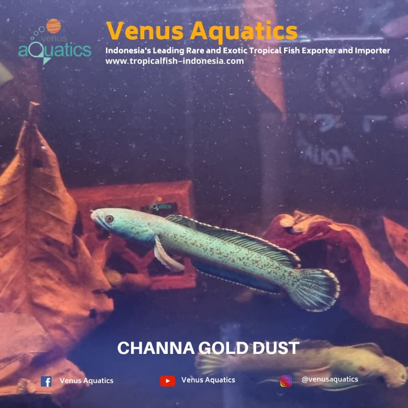 Jual COLD DWARF CHANNA GOLD DUST IKAN GABUS AIR DINGIN BIRU WC WILD CAUGHT | Shopee Indonesia