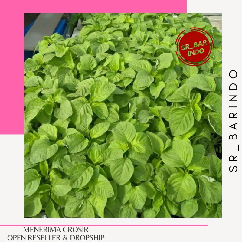 Jual 1000 BENIH BAYAM SUPER | BENIH SAYURAN | BIBIT SAYURAN | BENIH ...