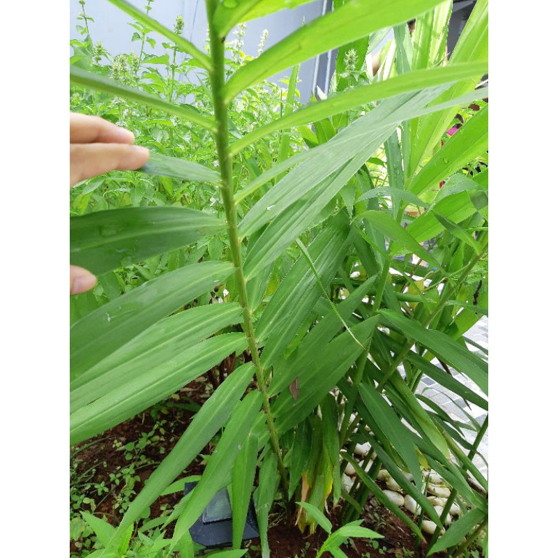 Jual Tanaman pohon bangle 1 meter | Shopee Indonesia