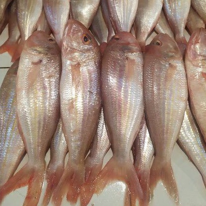 Jual Ikan Terisi Segar / Ikan Kurisi Fresh 1.0lg | Shopee Indonesia