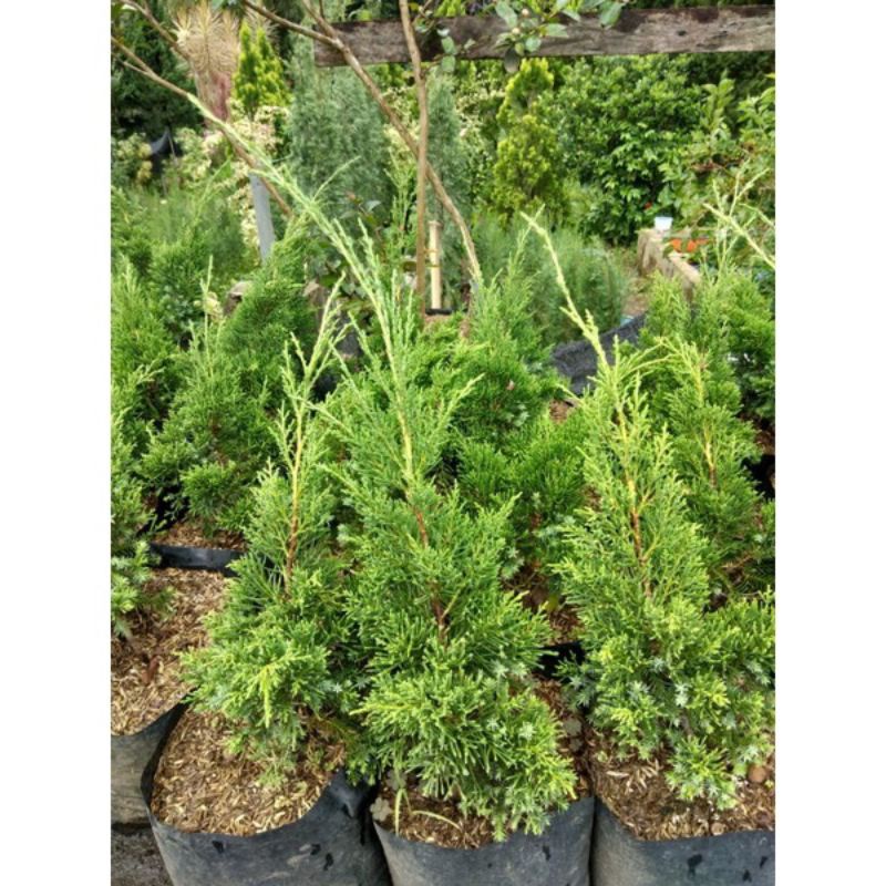 Jual tanaman hias Cemara Papua keadaan rimbun | Shopee Indonesia