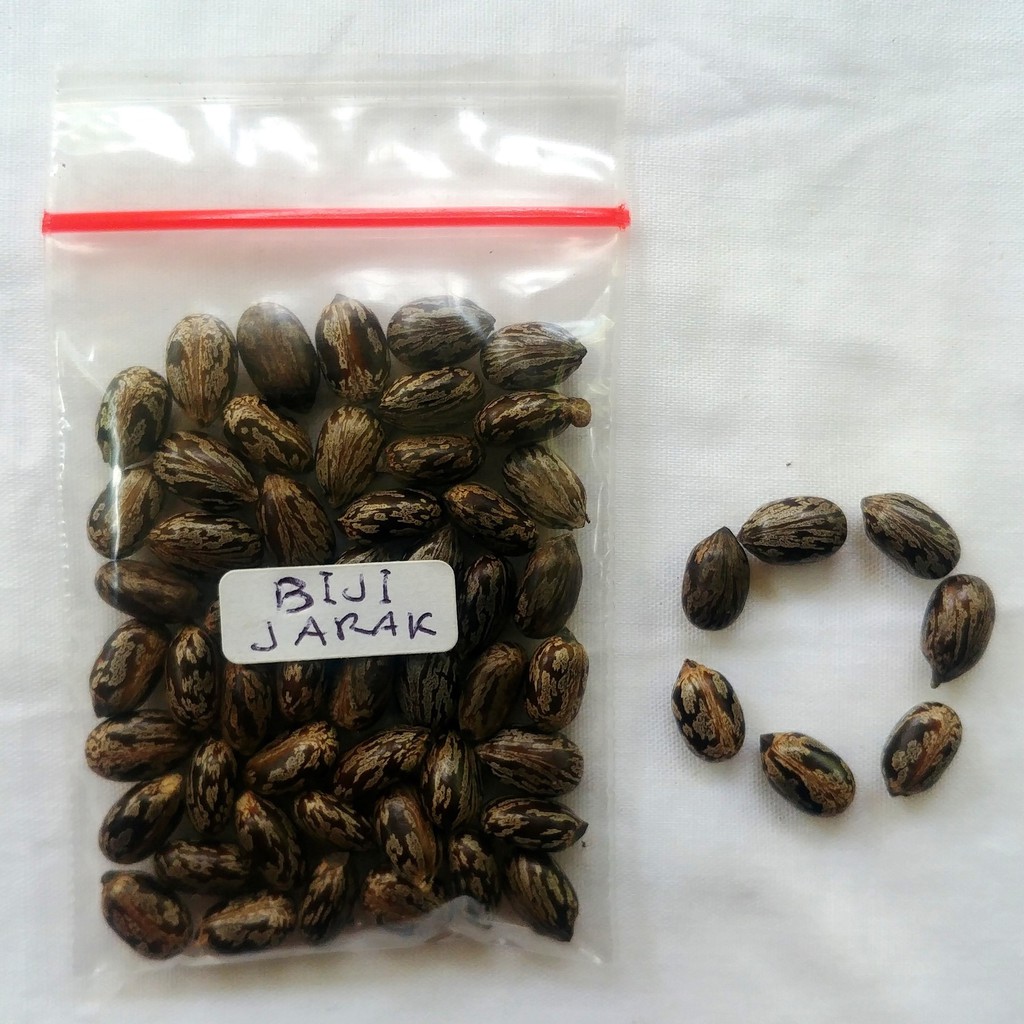 Jual Benih Biji Jarak Kepyar (Ricinus communis) isi 50 biji | Shopee ...