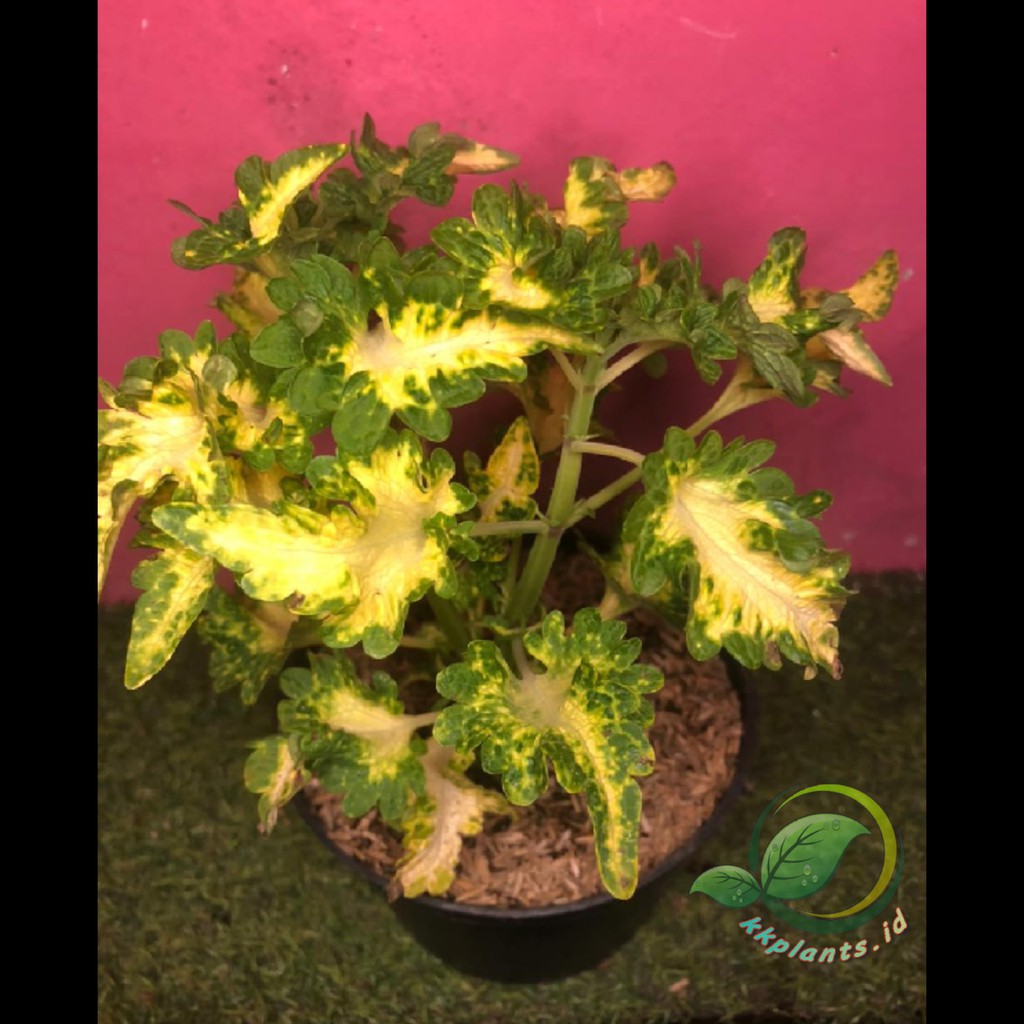 Jual Tanaman hias mudah perawatan Coleus Electric Lime/ Miana Ekor Naga ...