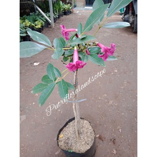 Jual tanaman hias tabebuya merah-tabebuya bunga merah | Shopee Indonesia