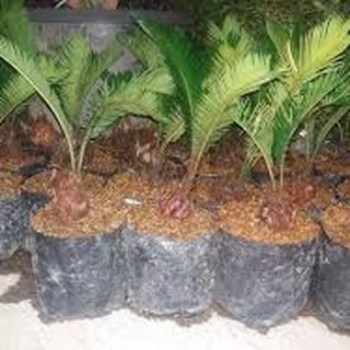 Jual Tanaman Palem Mawar Jambe / Sikas (Tinggi 30-40 cm) Indonesia ...
