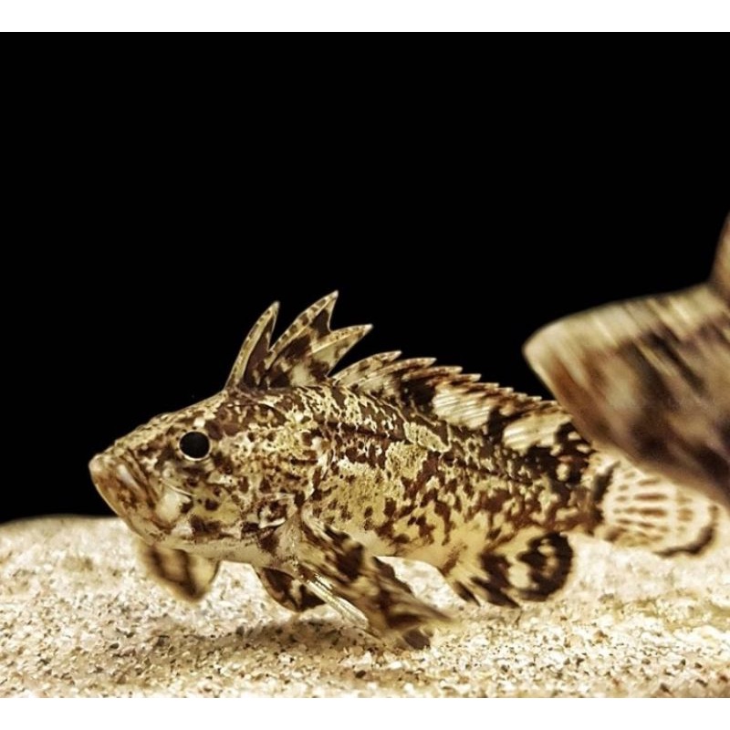 Jual ikan hias goby kupu kupu / ikan dasar goby butterfly | Shopee ...