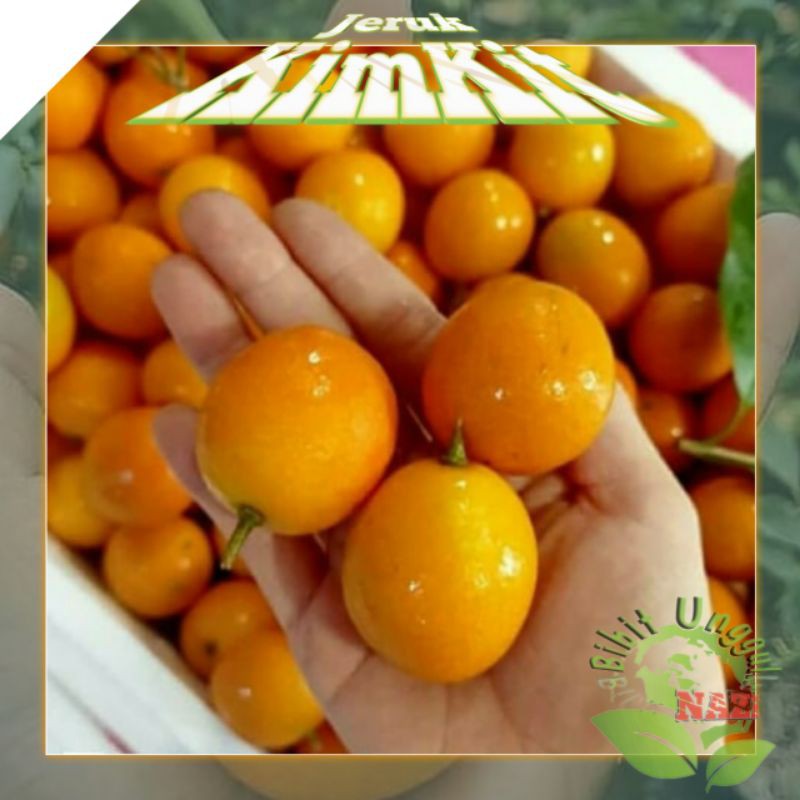 Jual Bibit buah Jeruk KIMKIT Madu atau Kingkit bisa Tanam dalam pot ...