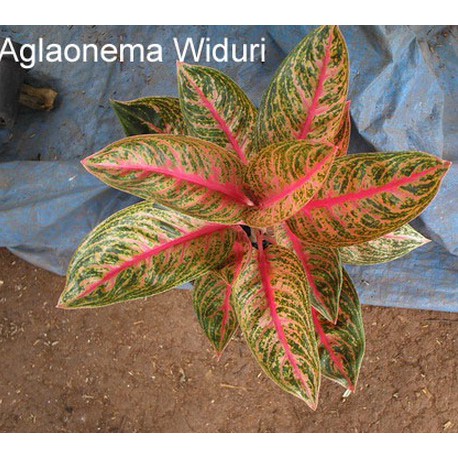 Jual Tanaman Aglaonema Widuri - BB Plant | Shopee Indonesia