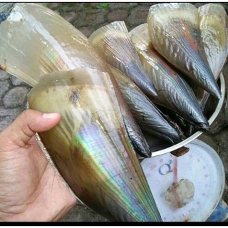 Jual Kerang Kampak Hidup 1 Kg isi 5 sampai 8 | Shopee Indonesia